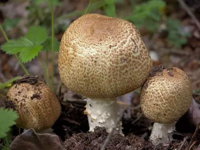 Champignons (Agaricus): hvernig sveppir líta út, hve mikið, hvenær og hvar þeir vaxa í náttúrunni 1120_5