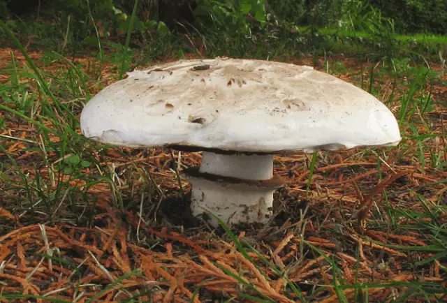 Champignons (Agaricus): sapertos kumaha supa, sabaraha, iraha sareng dimana aranjeunna tumuh di alam 1120_6