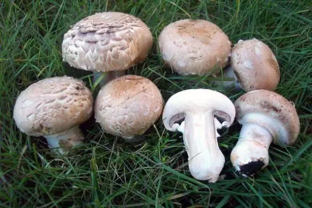 Champignons (Agaricus): sapertos kumaha supa, sabaraha, iraha sareng dimana aranjeunna tumuh di alam 1120_8