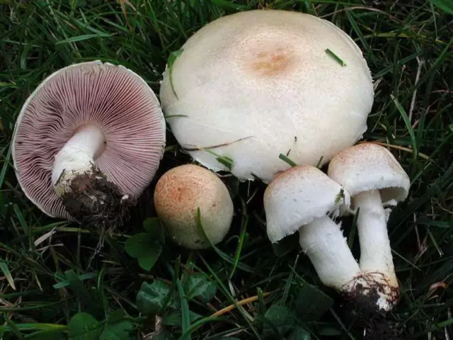 Champignons (Agaricus): sapertos kumaha supa, sabaraha, iraha sareng dimana aranjeunna tumuh di alam 1120_9