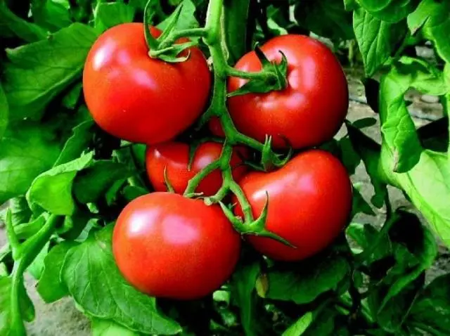 Tomato Bogata Hata: taybetmendî û danasîna cûrbecûr 11210_1