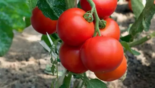 Tomato Bogata Hata: njirimara na nkọwa nke ụdị dị iche iche 11210_4