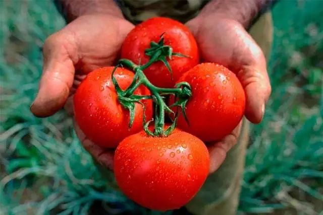 Tomato Bogata Hata: taybetmendî û danasîna cûrbecûr 11210_5