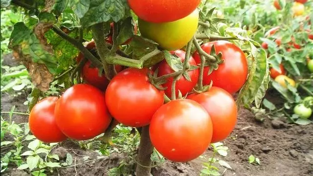 Tomato Bogata Hata: njirimara na nkọwa nke ụdị dị iche iche 11210_8