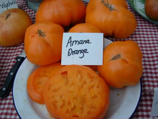 Ντομάτα Amana Orange (Amana Orange, Amana orange): σχόλια, περιγραφή της ποικιλίας, φωτογραφία 11219_1