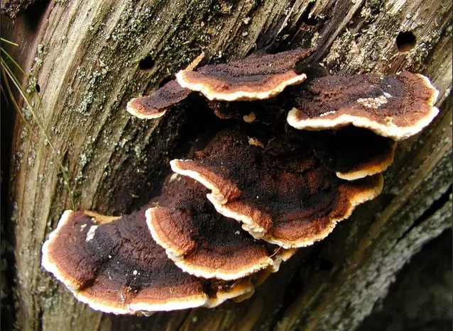 Ukungenisa i-gleophyllum (Gloeophyllum sepiarium): ijongeka njani, ikhula njani kwaye ikhula njani, iyatyiwa okanye hayi