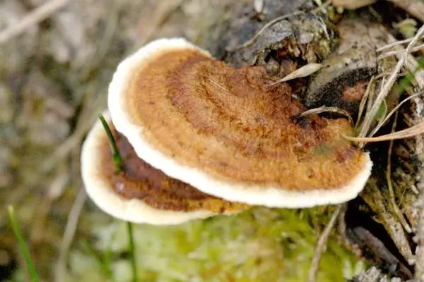 Dovodni gleophyllum (Gloeophyllum sepiarium): kako izgleda, kje in kako raste, užiten ali ne 1122_2