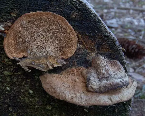 Глеофиллум заборны (Gloeophyllum sepiarium): як выглядае, дзе і як расце, ядомы ці не 1122_3