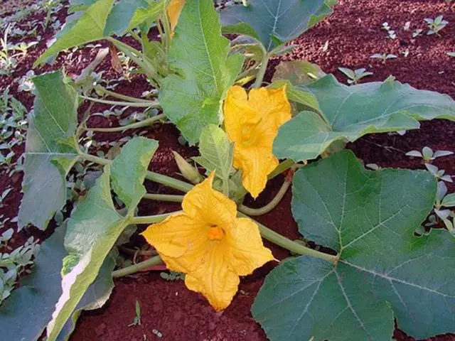 Calabaza de mármol: descripción de la variedad, fotos, reseñas, reglas de cultivo. 11238_1