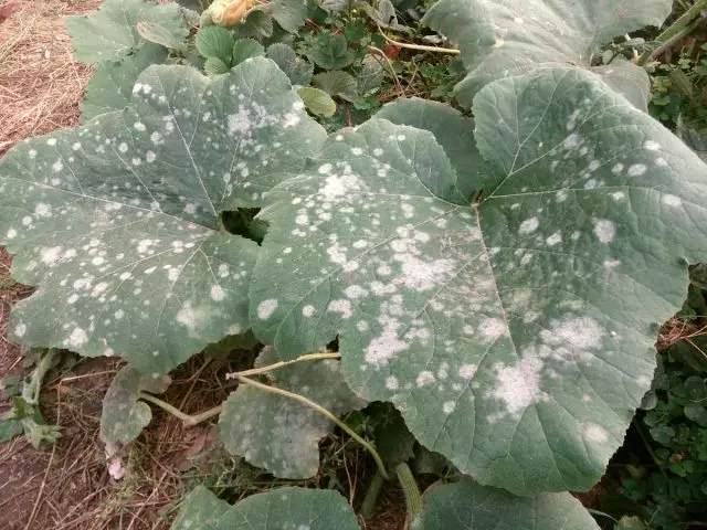 Calabaza de mármol: descripción de la variedad, fotos, reseñas, reglas de cultivo. 11238_11