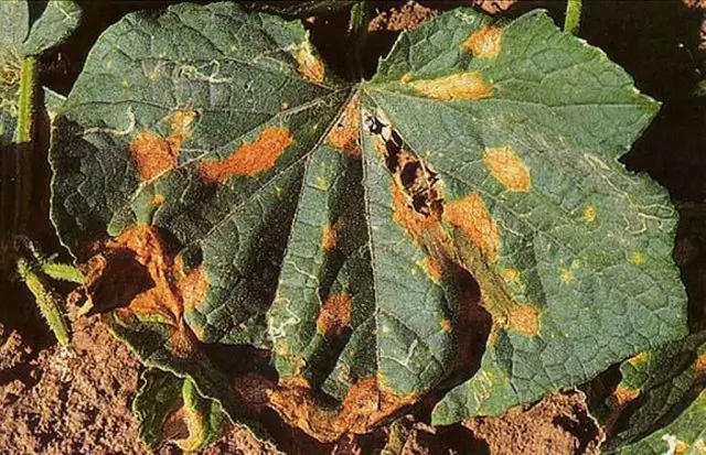 Calabaza de mármol: descripción de la variedad, fotos, reseñas, reglas de cultivo. 11238_2