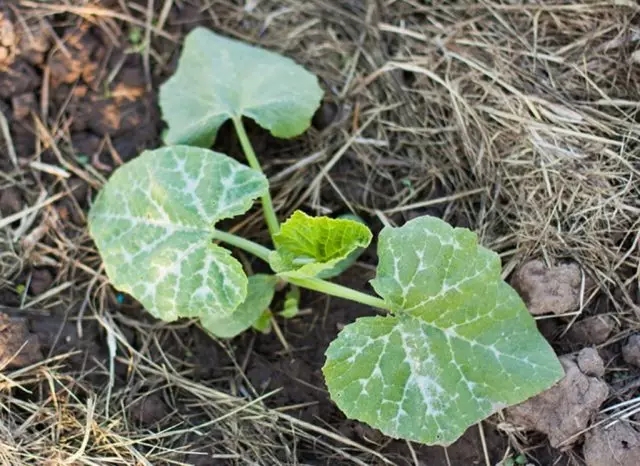 Calabaza de mármol: descripción de la variedad, fotos, reseñas, reglas de cultivo. 11238_8