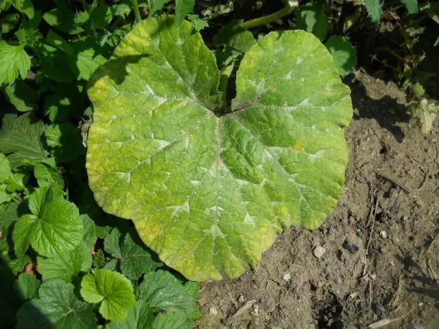 Pumpor blir gula: orsaker till gulning av löv, sjukdomar, vad man ska göra 11243_4