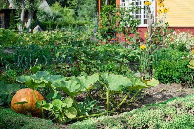 Pumpor blir gula: orsaker till gulning av löv, sjukdomar, vad man ska göra 11243_7