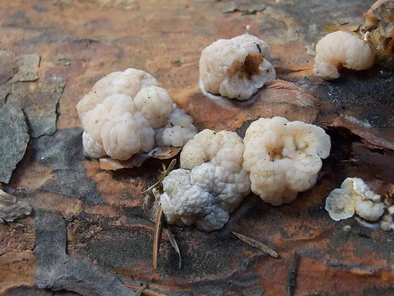 Дрожалка мозкова (дрожалка мозговідное, Tremella encephala): як виглядає, де і як росте, їстівний чи ні