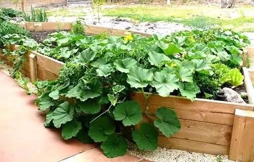 Plantar semillas de calabaza en campo abierto: términos, cómo germinar semillas, esquema 11254_2