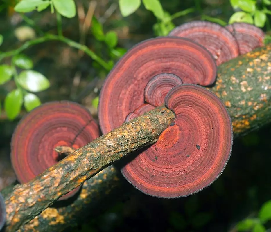 Daedaleopsis tricolor: ano ang hitsura nito, saan at paano ito lumalaki, nakakain o hindi