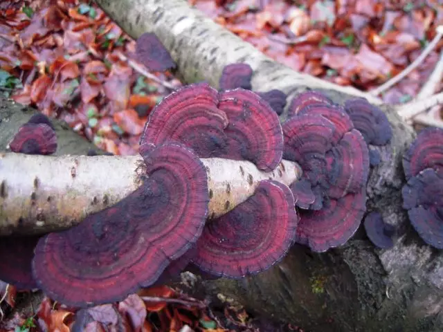 Daedaleopsis tricolor: uko isa, aho nuburyo ikura, biribwa cyangwa bidakorwa 1126_1