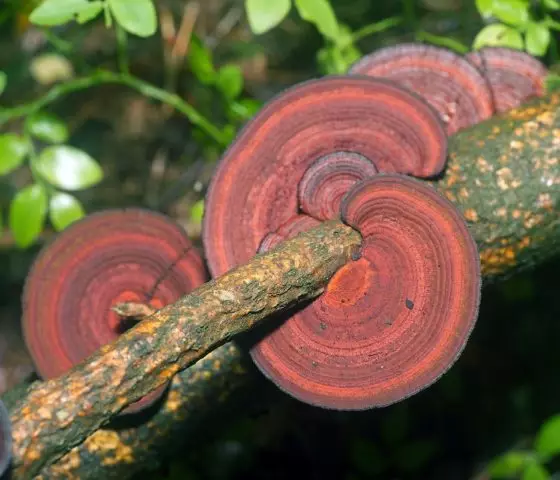 Daedaleopsis tricolor: kini o dabi, nibo ati bii o ṣe ndagba, jẹun tabi rara 1126_2