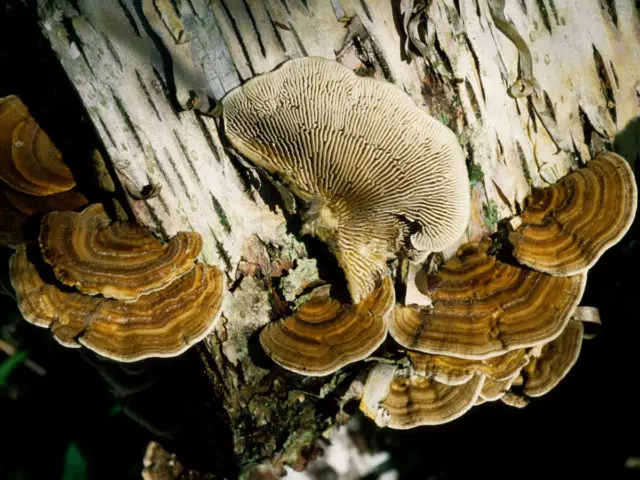 Daedaleopsis tricolor: uko isa, aho nuburyo ikura, biribwa cyangwa bidakorwa 1126_4