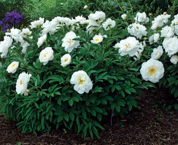 Peony Miss America (Miss America): خاصيتون ، پوک ۽ سن careال ، پوک 11286_1