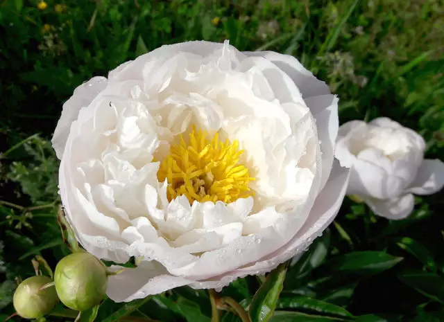 Peony Miss America (Miss America): خاصيتون ، پوک ۽ سن careال ، پوک 11286_2