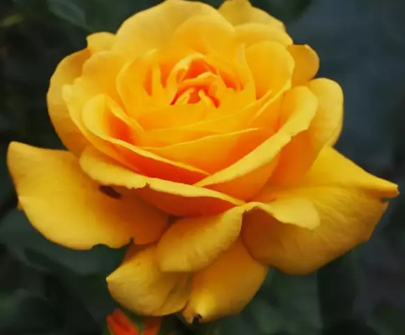 Rose floribunda Xewnên Zêrîn: wêne û danasîn, nirxandinên cûrbecûr 11288_1