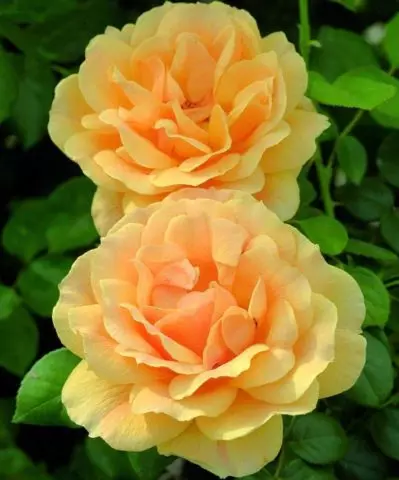 Rose floribunda Xewnên Zêrîn: wêne û danasîn, nirxandinên cûrbecûr 11288_2