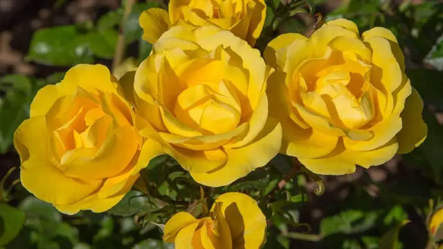 Rose floribunda Golden Miti: ata ma faʻamatalaga, iloiloga o le 'eseʻese 11288_4