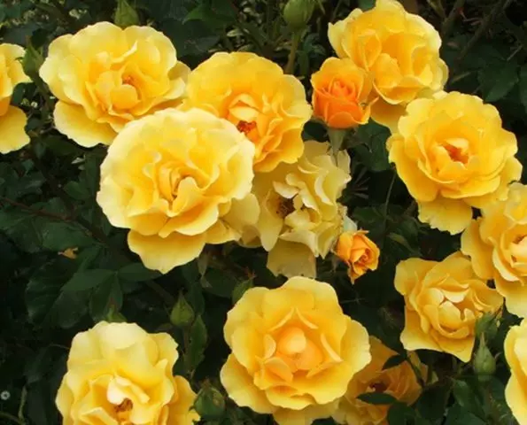 Rose floribunda Xewnên Zêrîn: wêne û danasîn, nirxandinên cûrbecûr 11288_5