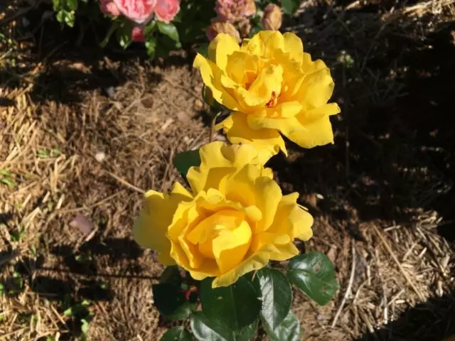 Rose floribunda Golden Dreams: foto en beskriuwing, beoardielingen fan it ferskaat 11288_6