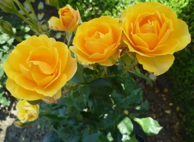 Rose floribunda Xewnên Zêrîn: wêne û danasîn, nirxandinên cûrbecûr 11288_7