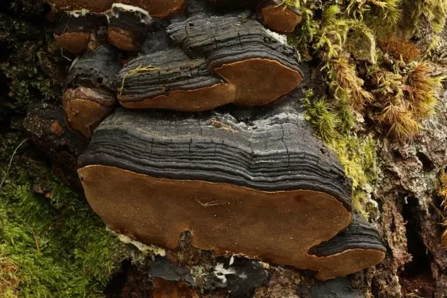 Falso tinderpop di Lundell (Lundell's fellinus, Phellinus lundellii): che aspetto ha, dove e come cresce, commestibile o no 1128_1