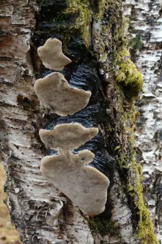 Lundellov falošný tinderpop (Lundell's sawinus, Phellinus lundellii): ako vyzerá, kde a ako rastie, je alebo nie je jedlý 1128_2