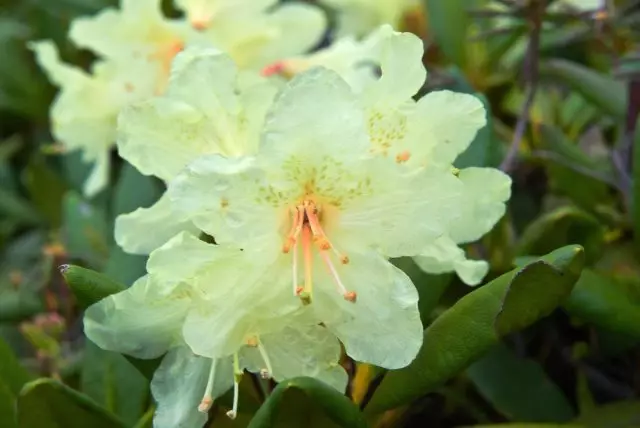 Rhododendron euraidd (kashkara): tyfu, priodweddau meddyginiaethol a gwrtharwyddion 11299_1