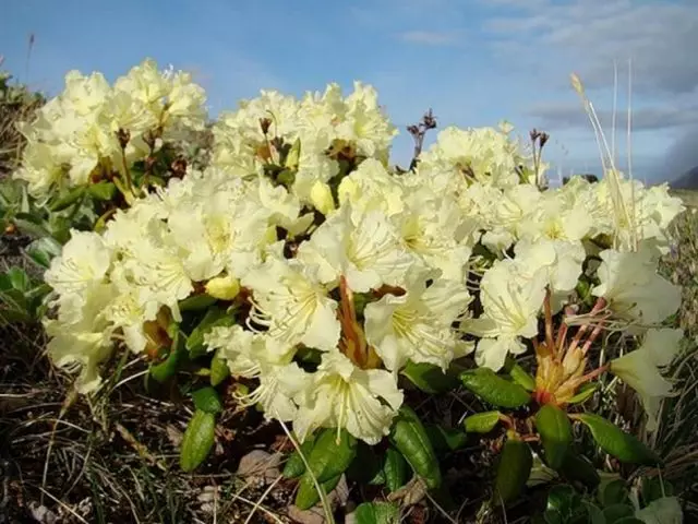 Rhododendron euraidd (kashkara): tyfu, priodweddau meddyginiaethol a gwrtharwyddion 11299_10