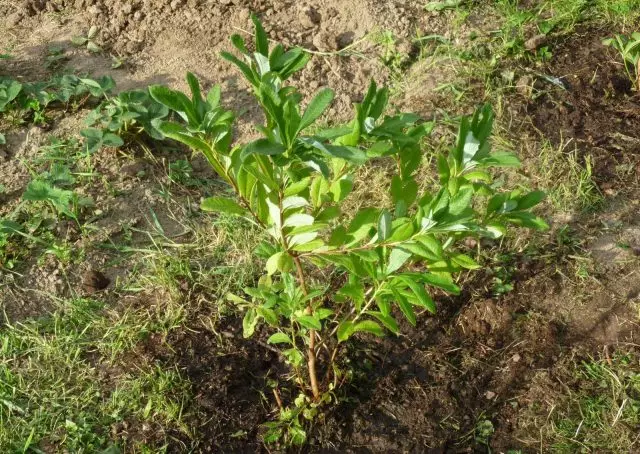 Golden Rhododendron (kashkara): kiltivasyon, pwopriyete medsin ak kontr 11299_11