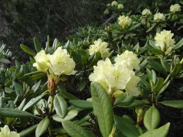 Golden Rhododendron (kashkara): kiltivasyon, pwopriyete medsin ak kontr 11299_2