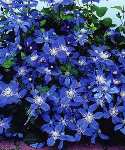 Clematis Arabella: iifoto kunye nenkcazo, ukuphononongwa, ukunciphisa iqela 11303_1