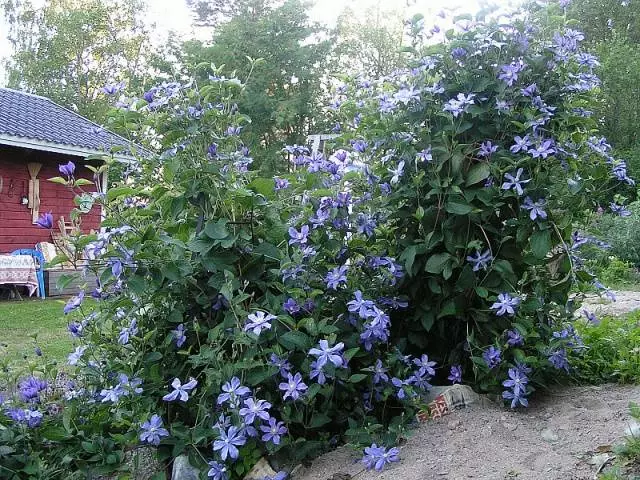 Clematis Arabella: iifoto kunye nenkcazo, ukuphononongwa, ukunciphisa iqela 11303_2