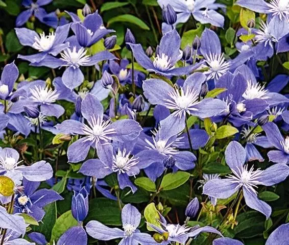 Clematis Arabella: fotoğraf ve açıklama, incelemeler, kırpma grubu 11303_3