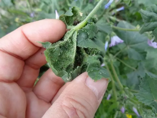 Krysantemum fra en bukett: hvordan du roter med stiklinger, planting og omsorg hjemme 11308_10