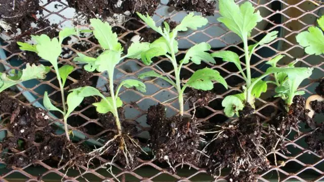 Ang Chrysanthemum gikan sa usa ka bouquet: kung giunsa ang pag-root sa mga cuttings, pagtanum ug pag-atiman sa balay 11308_2