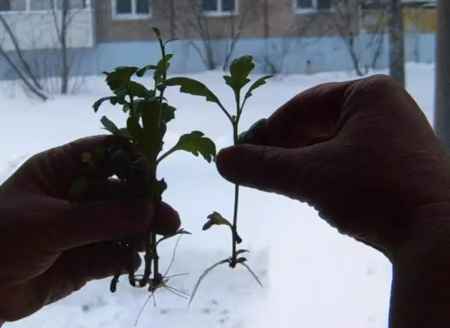 Krysantemum fra en bukett: hvordan du roter med stiklinger, planting og omsorg hjemme 11308_4