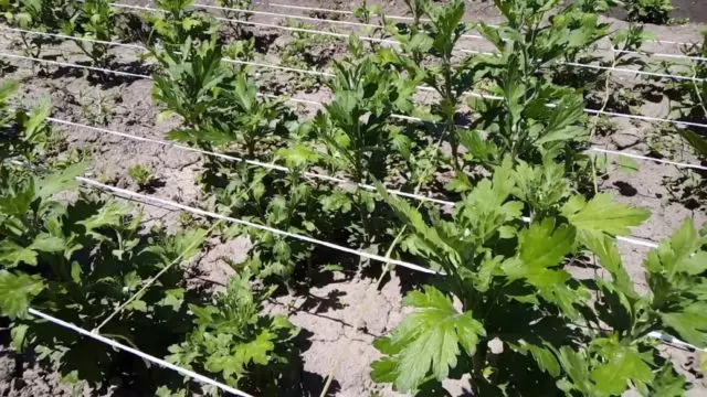 Chrysanthemum saka buket: cara ROOT nganggo potongan, tanduran lan perawatan ing omah 11308_9