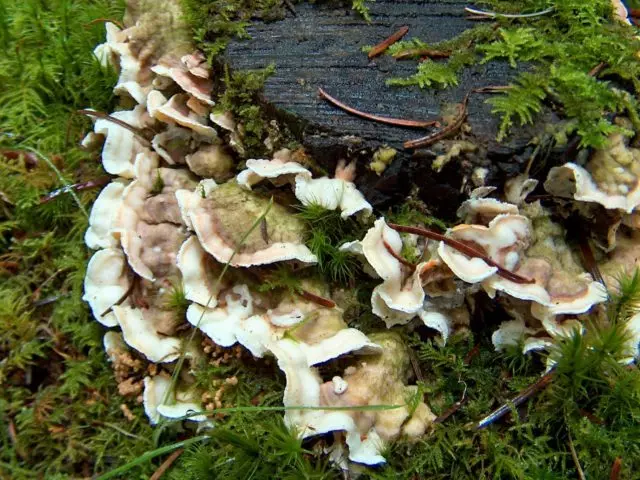 Skeletocutis carneogrisea: hvernig það lítur út, hvar og hvernig það vex, ætur eða ekki 1130_3