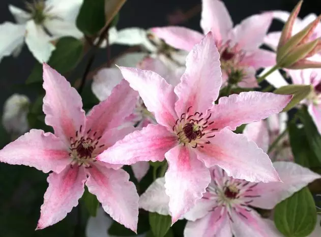 Clematis Pink Kufungidzira: tsananguro, boka rezvirimwa, mapikicha, ongororo 11312_1