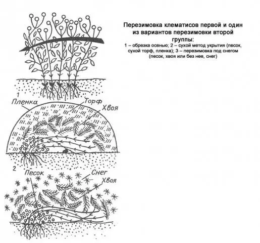 Kardinali Clematis Vyshinsky: maelezo, picha, hakiki, kikundi cha kupunguza 11313_11