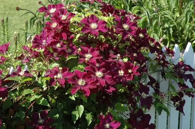 Clematis Cardinal Vyshinsky: paghulagway, litrato, pagribyu, grupo sa pag-trim 11313_13