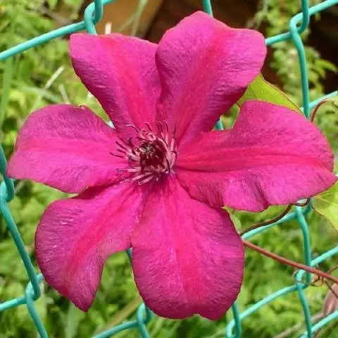 Clematis Cardinal Vyshinsky: paghulagway, litrato, pagribyu, grupo sa pag-trim 11313_2